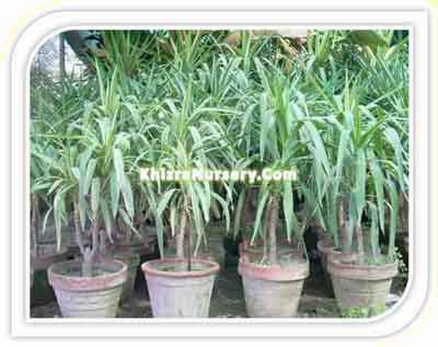 50X Yucca Elephantipe Yucca Jewel Plants For Sale - Khizra Nursery
