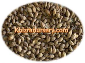10X Terminalia Catappa Seeds For Sale - Tropical Almond Seeds