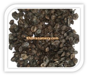 10X Terminalia Bentzoe Seeds For Sale - Benzoin Tree Seeds