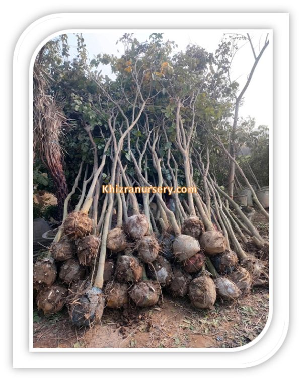 10XPongamia Pinnata Trees for sale - Khizra Nursery